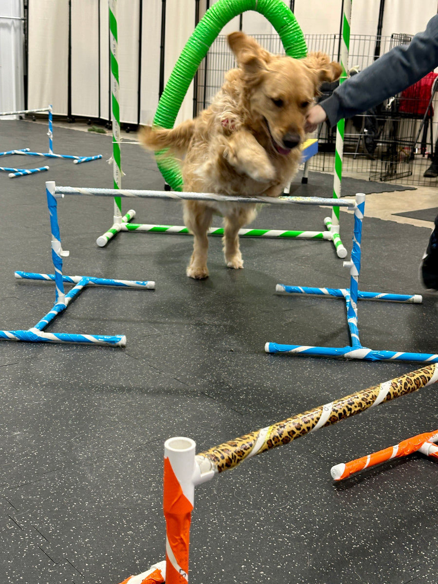 Recreational (AKA Just for FUN) Agility Class – Train Happy